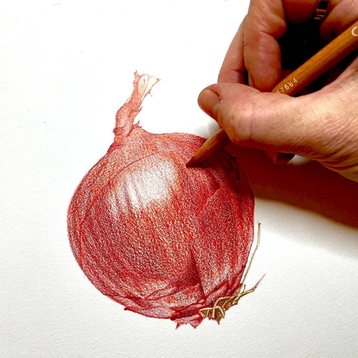 READY TO VIEW! Quick Draw Red Onion – Pencil on Paper