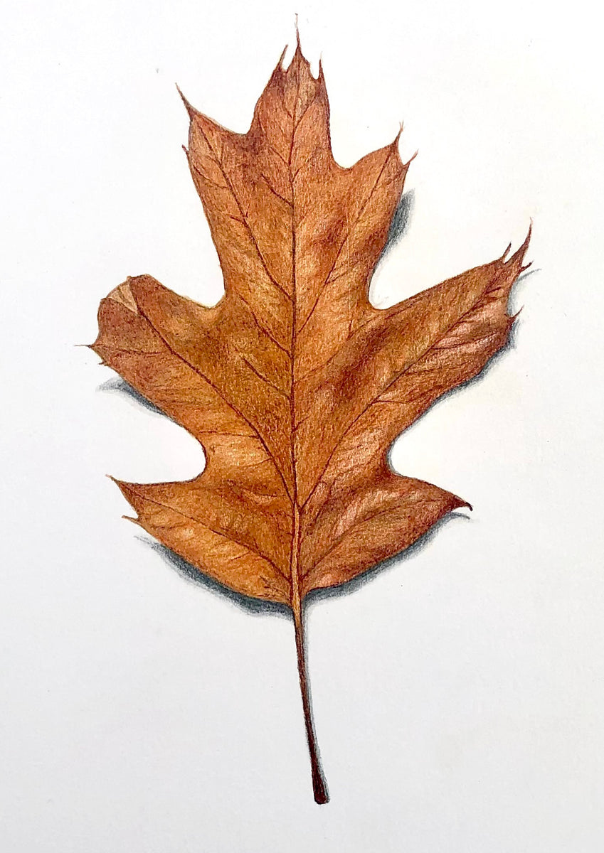 NEW Original Leaf Drawings Available. – Pencil on Paper