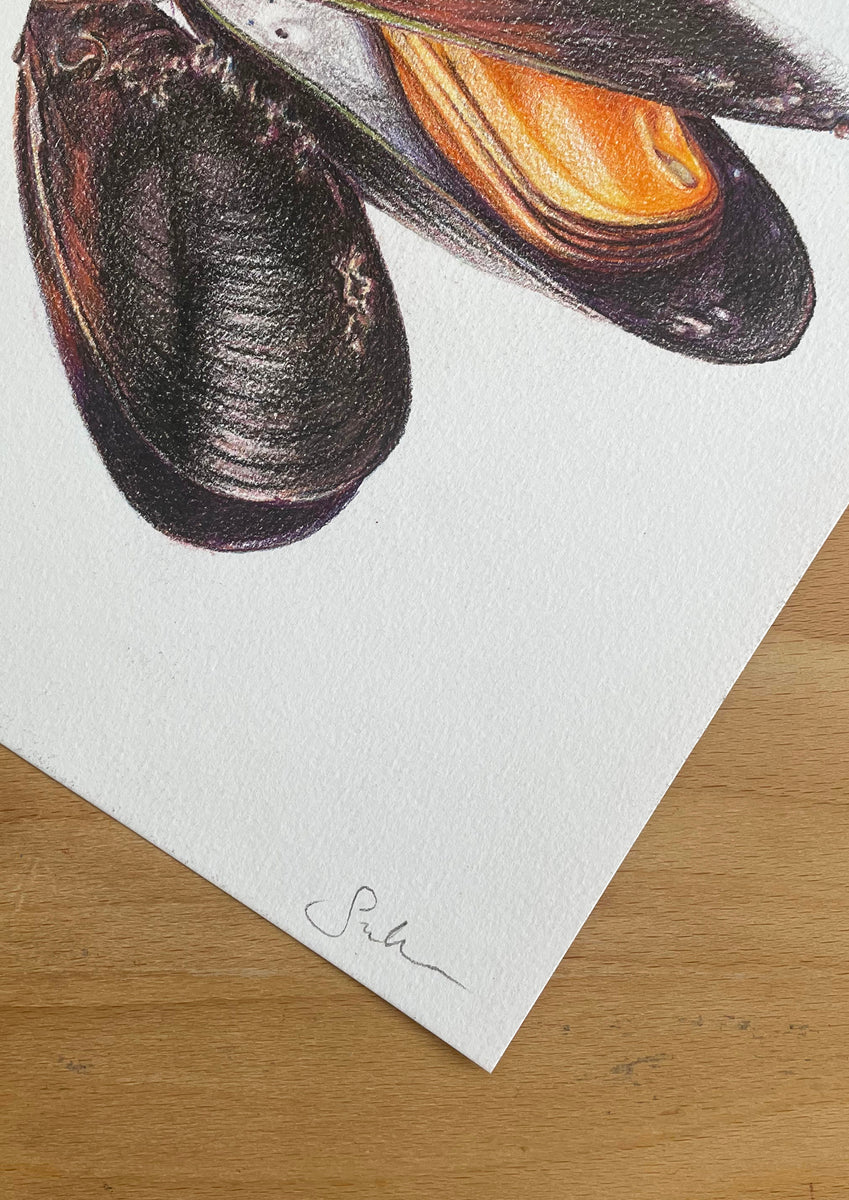 Mussels - Original Hand Drawing – Pencil on Paper